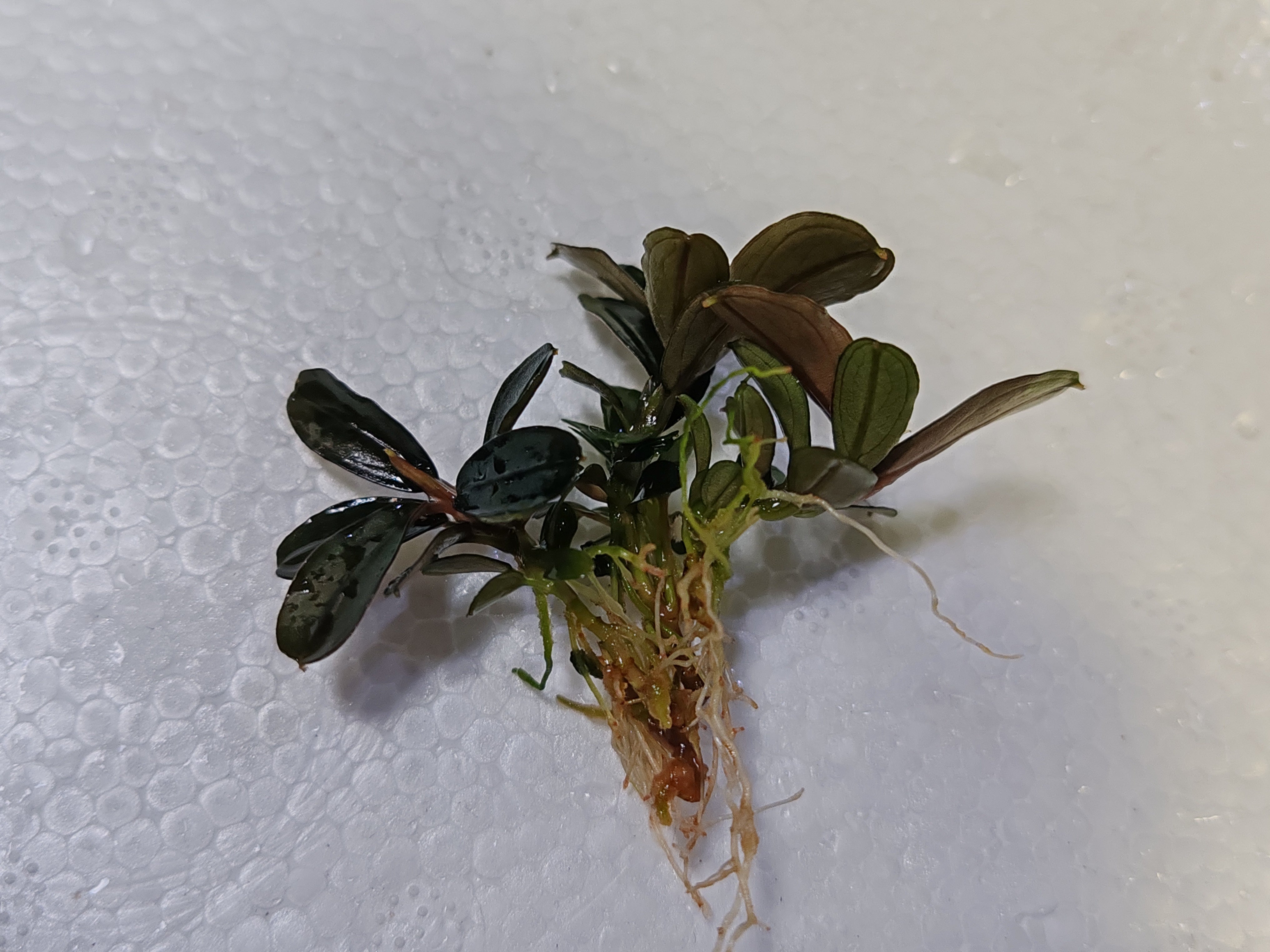 Bucephalandra Kedagang Mini - "Loose Buce" x3 Plants – In The Bag ...