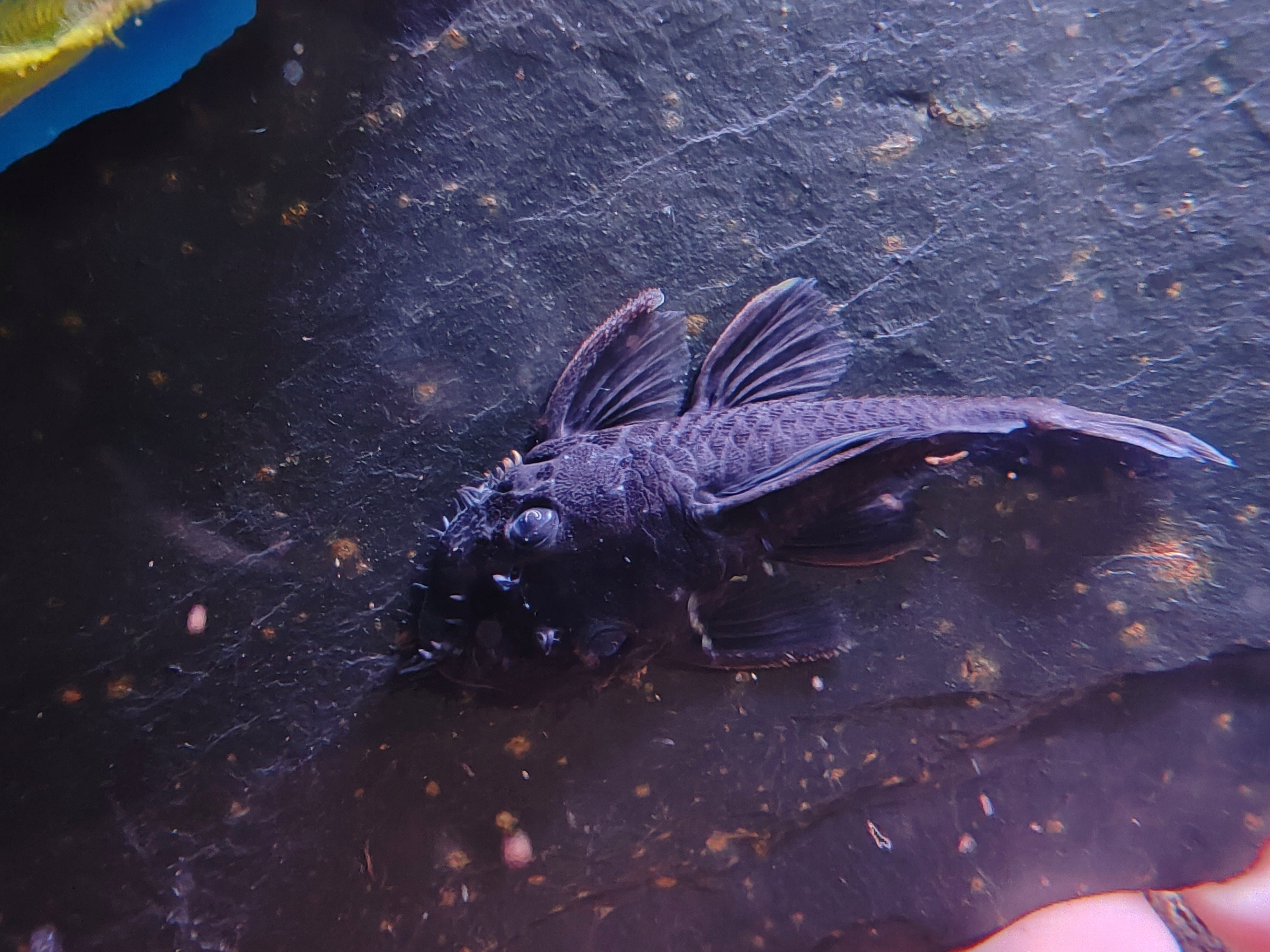 Blue Medusa Pleco Adults – In The Bag! Tropical Fish UK