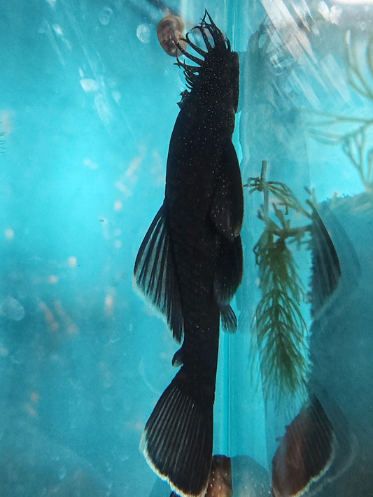 New! – In The Bag! Tropical Fish UK