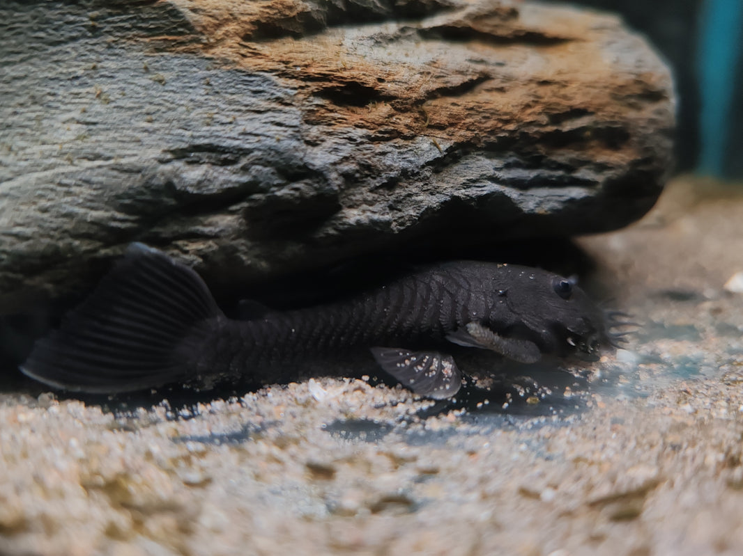 Plecos – In The Bag! Tropical Fish UK